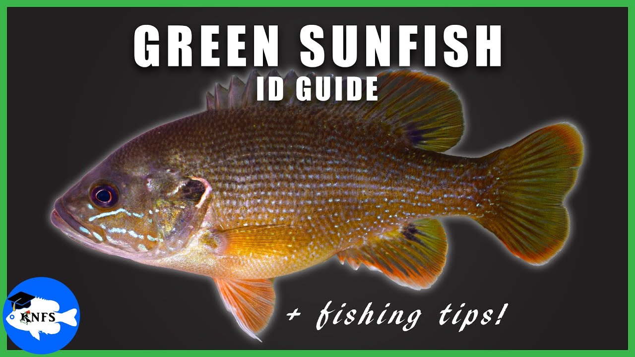 Sunfish Identification Guide