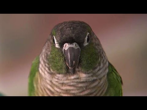 Lost & found: how a special parrot found a new home - YouTube