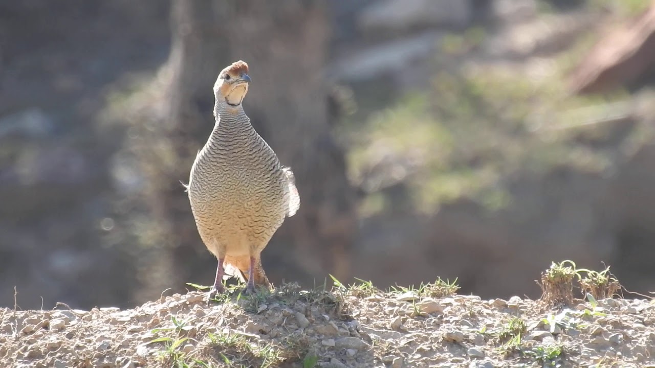 Grey Francolin ( Birds of PADHRI GAME RESERVE) - YouTube