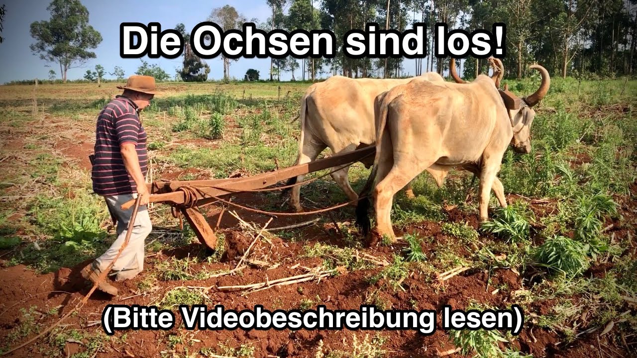 Die Ochsen sind los! - YouTube