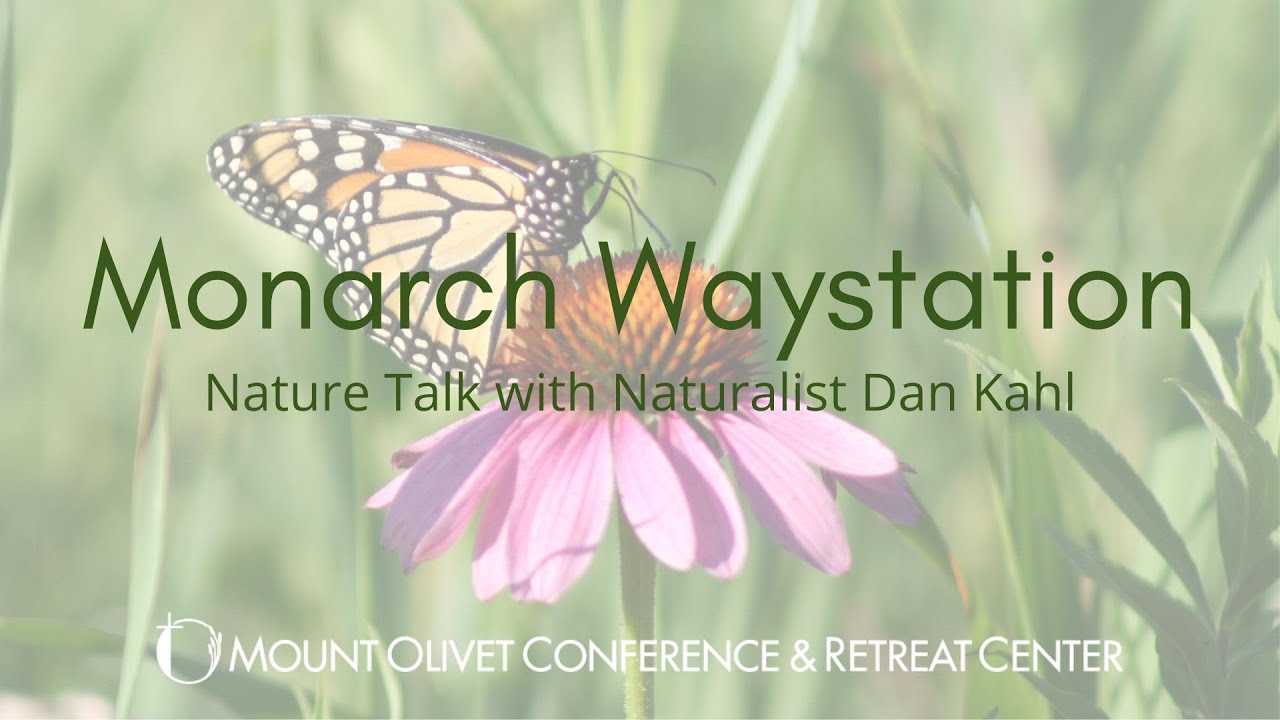 Monarch Waystation | Nature Talk with Naturalist Dan Kahl - YouTube