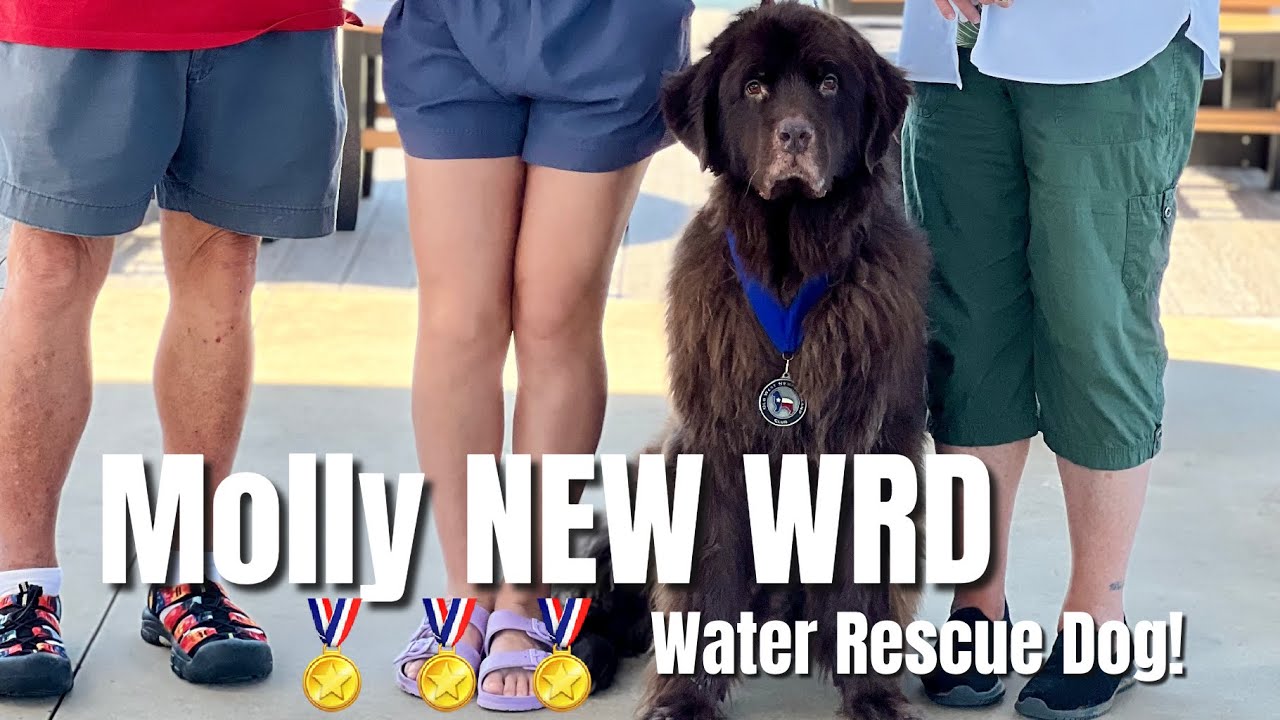 MOLLY EARNS HER WATER RESCUE DOG TITLE - YouTube