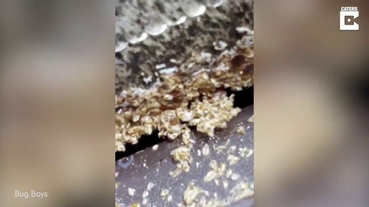 How to Get Rid of Bed Bugs Bradenton Bye Bye Bugs Pest Control Bradenton - YouTube