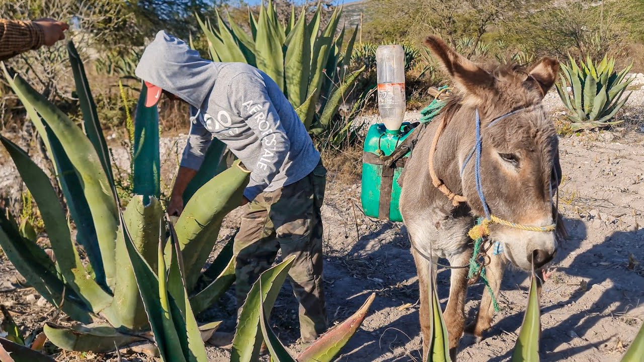 Así se RASPA Un MAGUEY Para AGUAMIEL - el último tlachiquero con burro ...