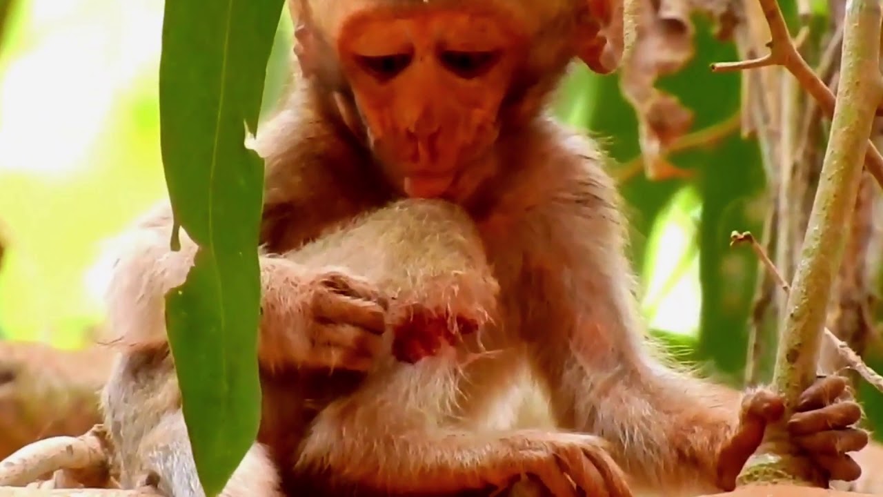 Really Sad to see that,poorest baby monkey got big injury by group of ...