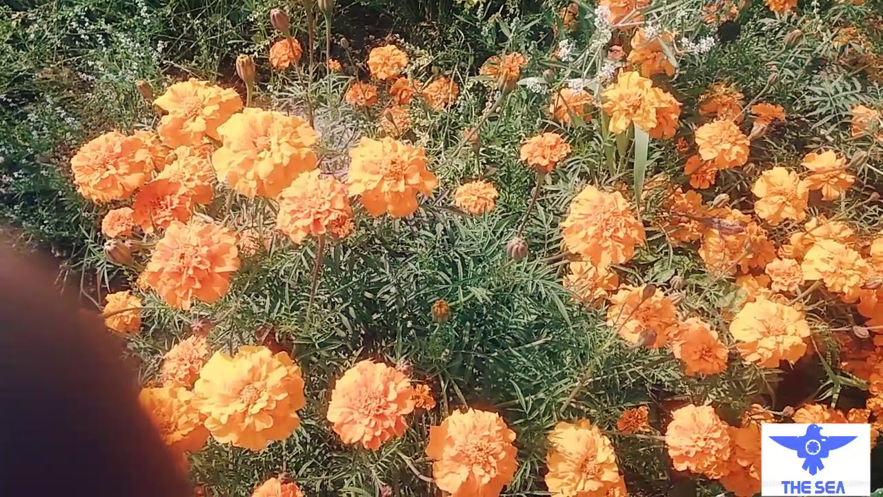 Merrygold flower full with flowers - YouTube