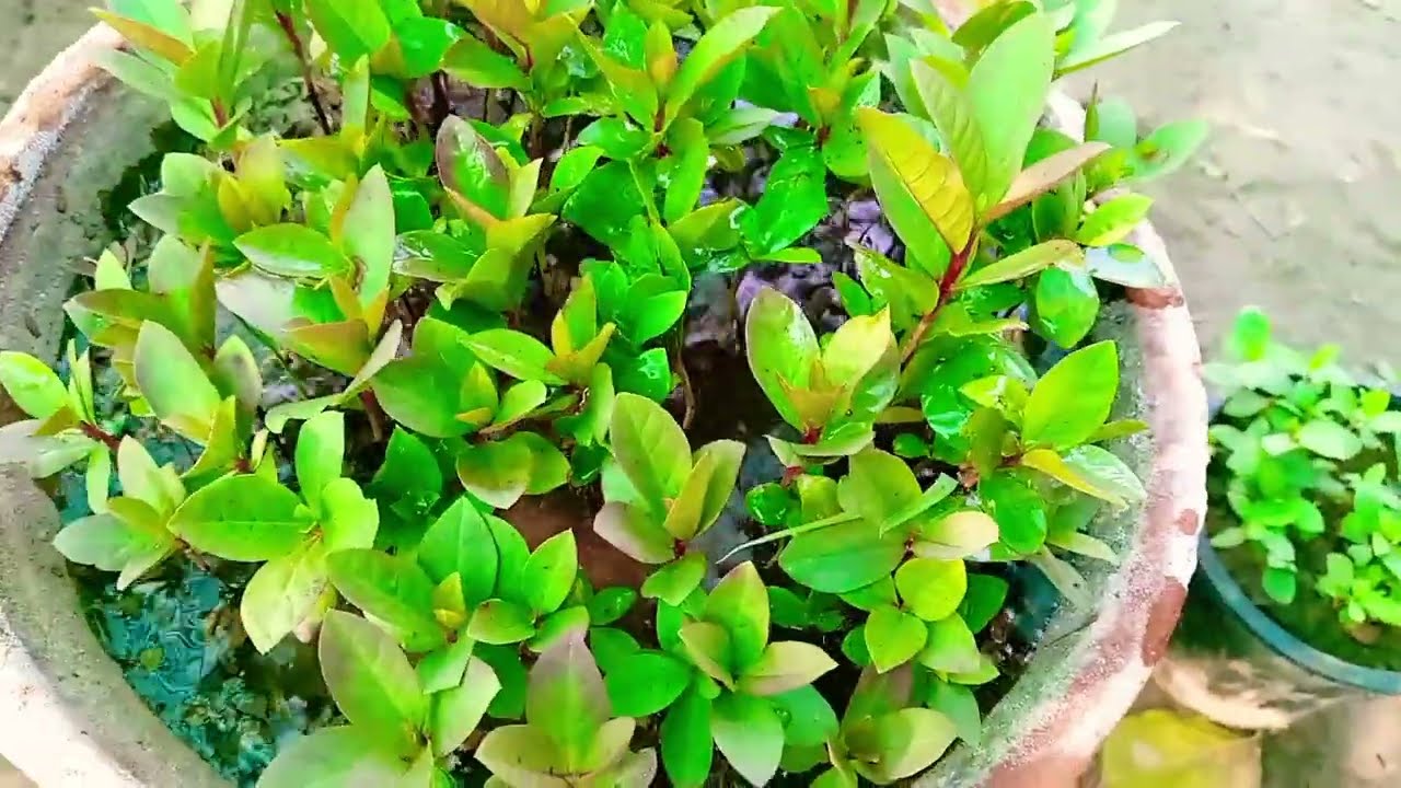 Grow guava plant easily at home Guava seeds germination - YouTube