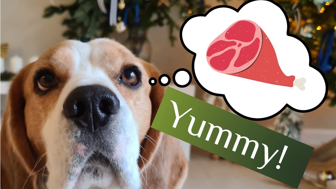 Cute Beagle Puppy Training obedience challenge, PART 2 | Tim the Beagle ...