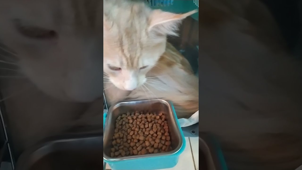 MAINE COON Cat [Kucing Menkun] - YouTube