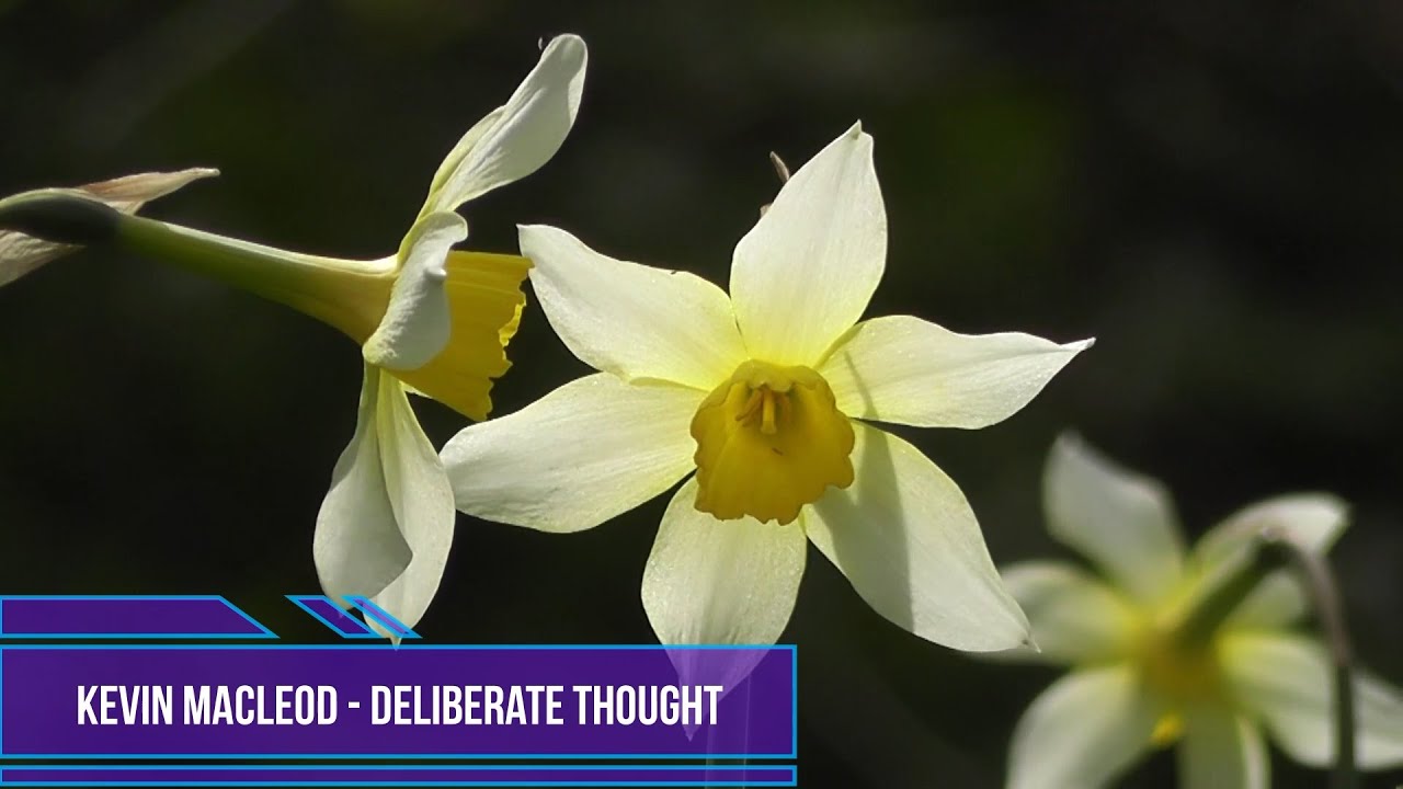 Kevin MacLeod - Deliberate Thought - YouTube