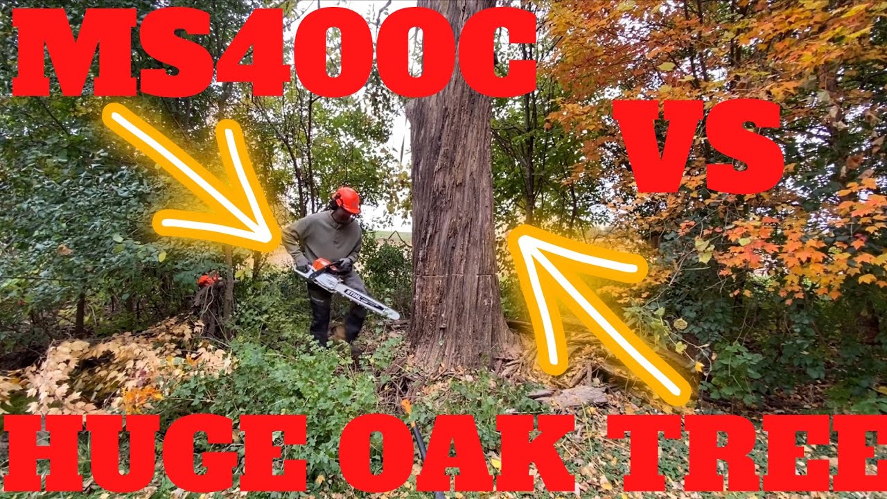 Stihl MS400C vs huge dead oak tree - YouTube
