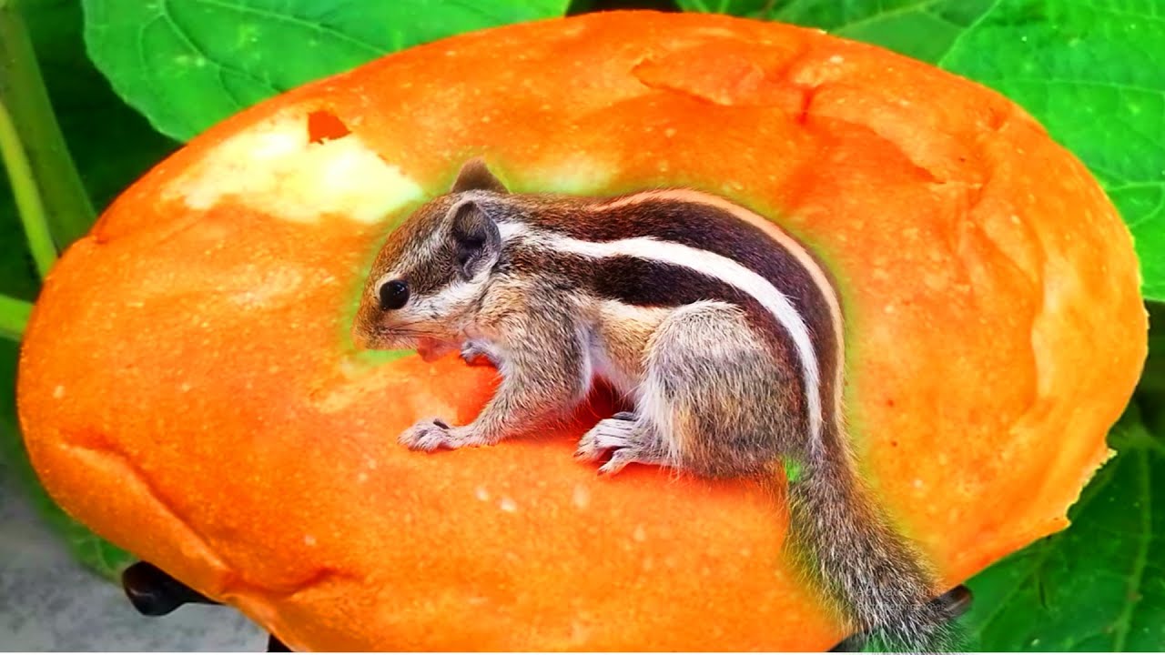 Amazing Squirrel Eating Very Big Bread - YouTube