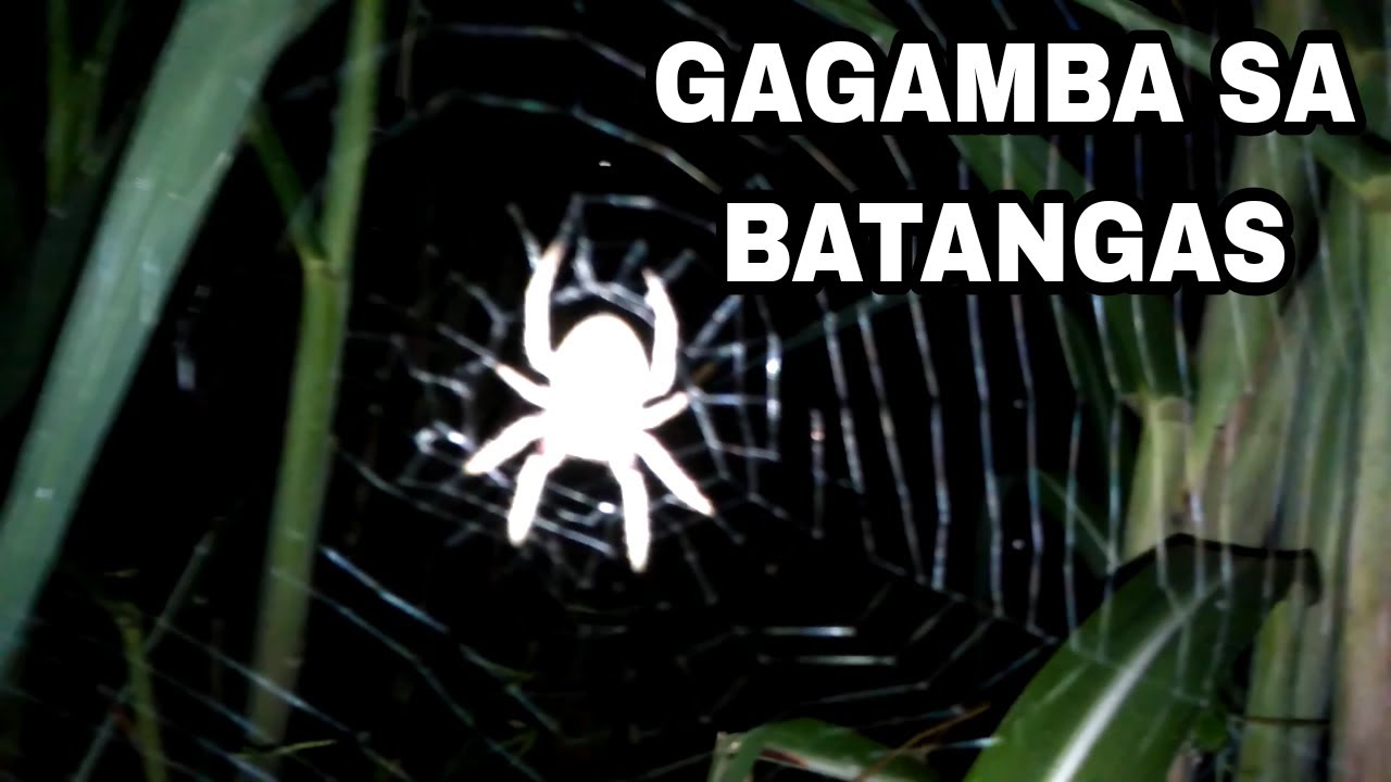 PAANO MAGHANAP NG GAGAMBA SA GABI | SPIDER NIGHT HUNTING | SPIDERMAN ...