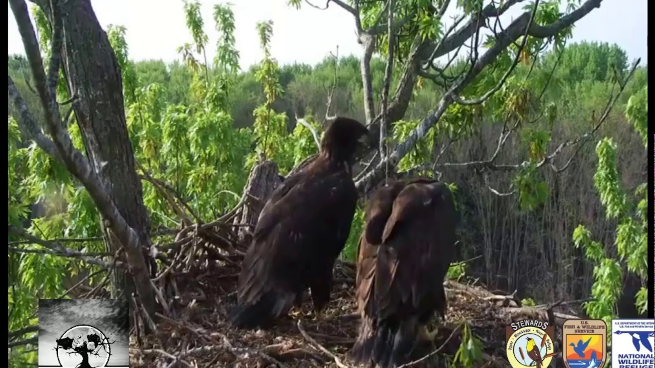 Trio Eagle Nest - 5/24/2020 - Snowy flies up to left branch - YouTube