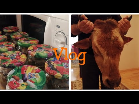 #Vlog 65🟡#ilk dəfə idi bu yeməyi bişirdim dadı necə idi? 🤔#mal başından nə hazırladım?
