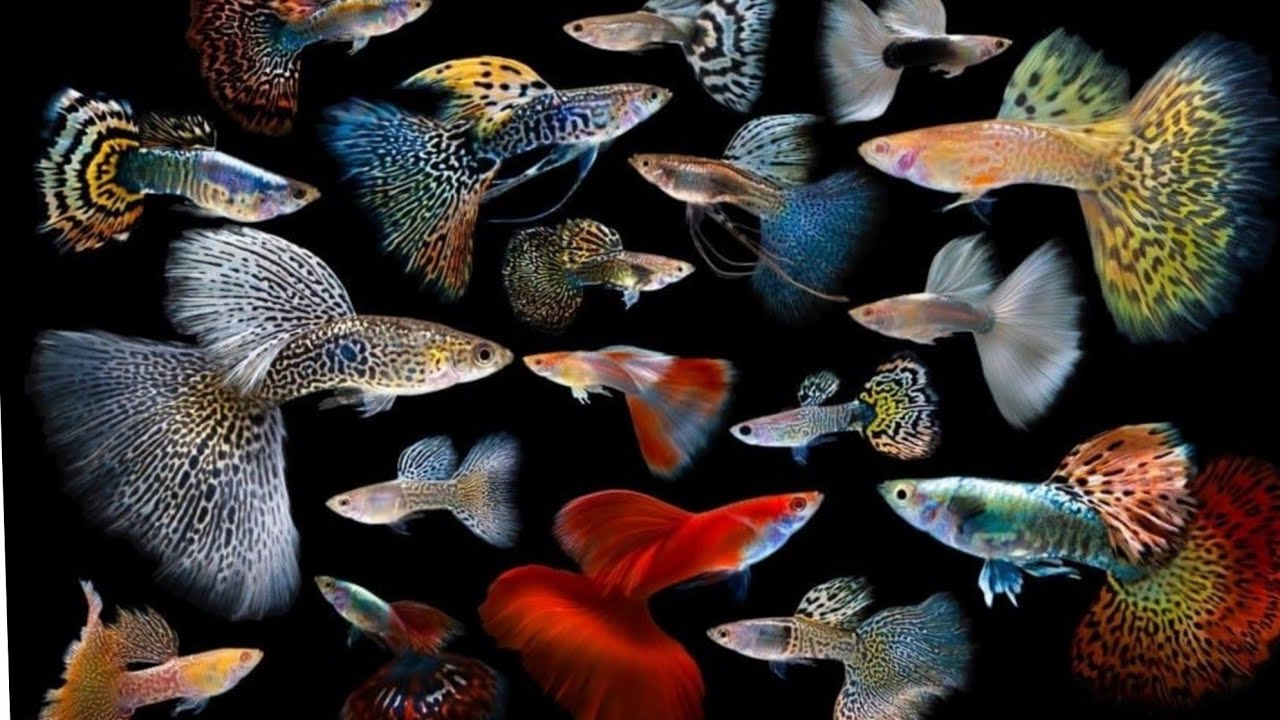COMO TER GUPPYS LINDOS - YouTube
