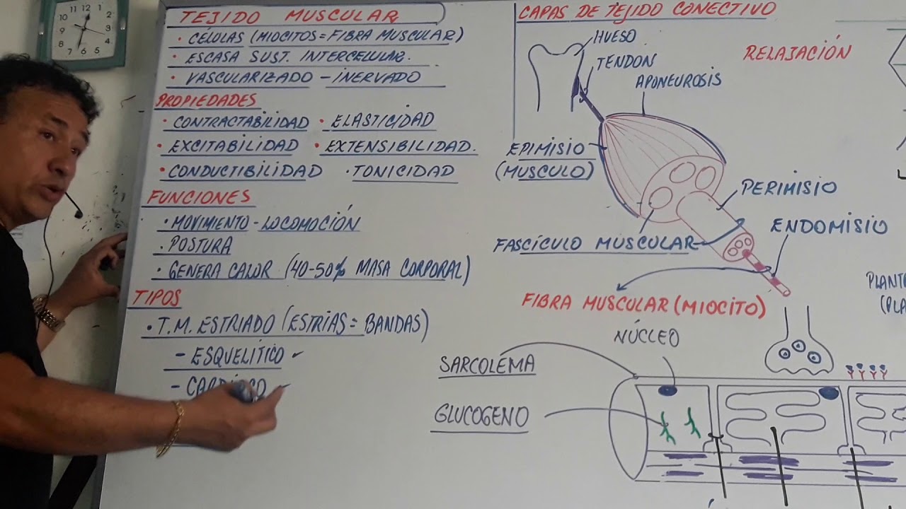 TEJIDO MUSCULAR - MIOCITO - YouTube