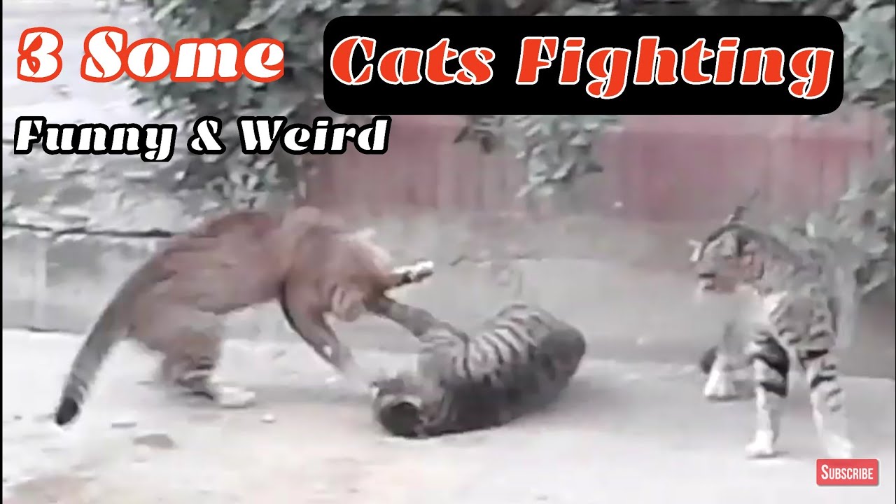 Bloody cats fighting(most weird cats group fighting and a little bit ...