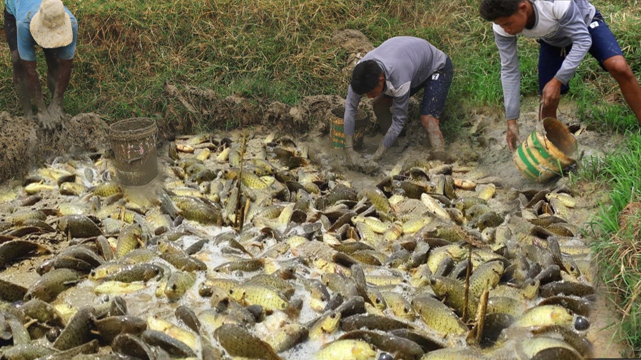 Amazing Fishing! Best Mud Water Fishing In Dry Season At Rice Field ...