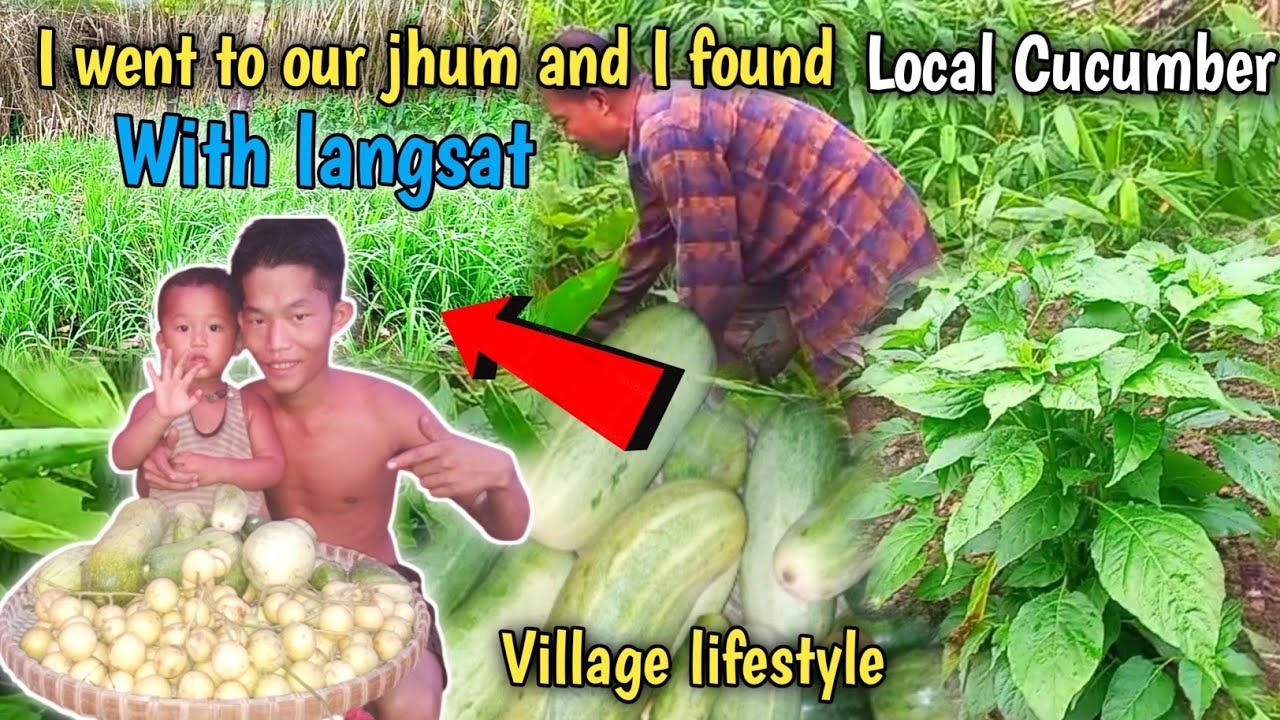 I went to our jhum cultivation|| And i found it local vegetables and ...