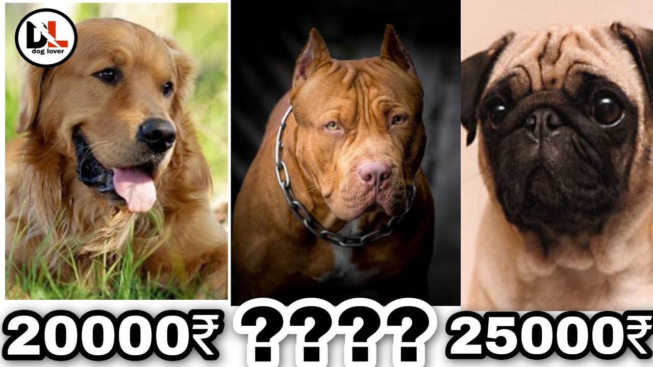 Know Price Of Variety Dog In All Over India || dog lover sumit - YouTube