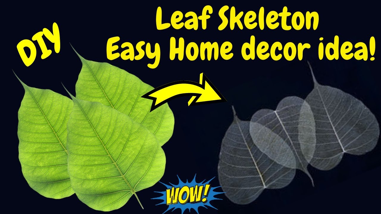 How To Make Leaf Skeletons At Home Peepal Leaf Skeleton Home How To Make Leaf Skeletons At Home Peepal Leaf Skeleton Home