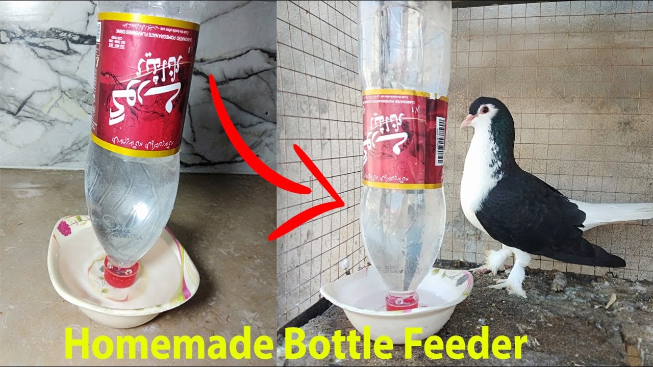 How To Make A Bird Water Feeder | DIY Homemade Plastic Bottle Bird ...