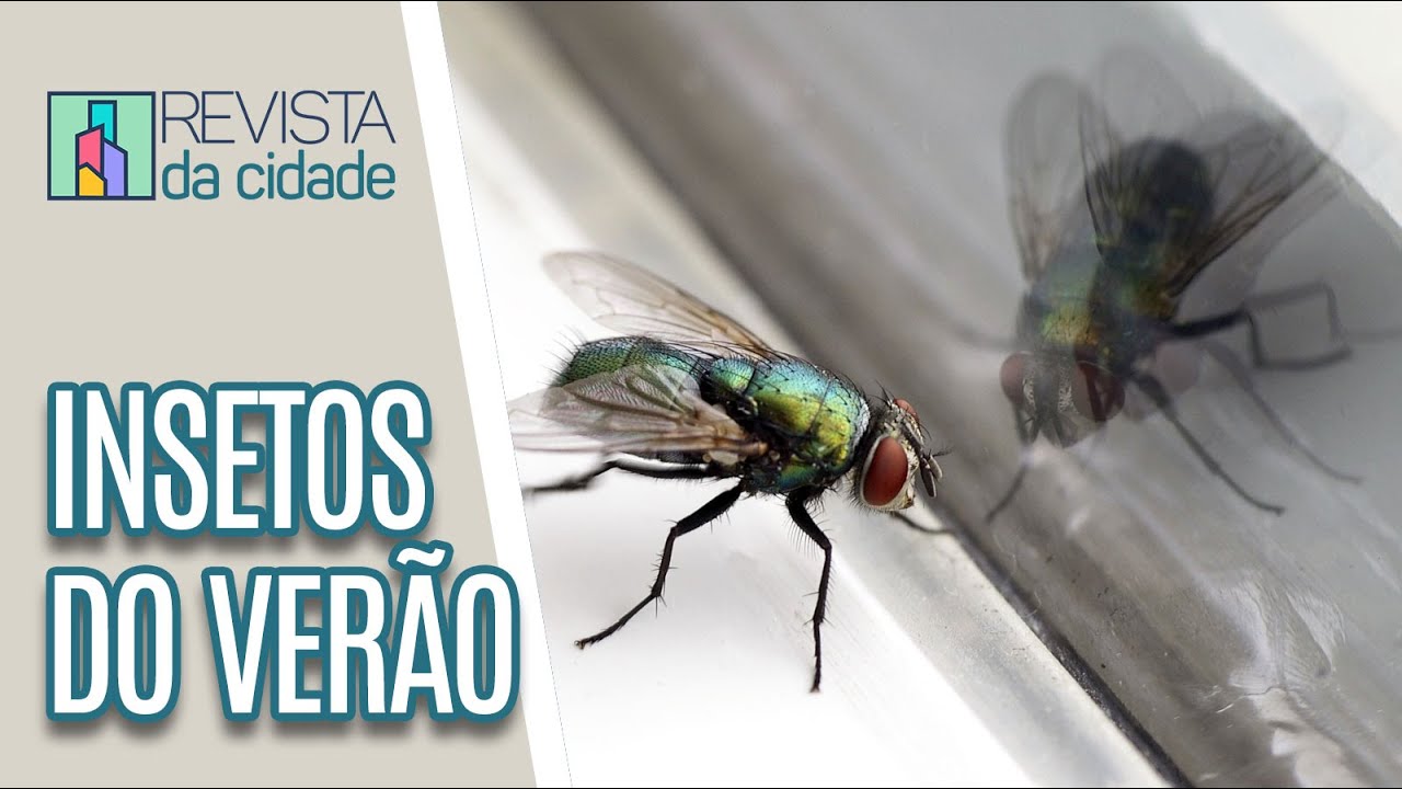 Saiba os cuidados com os insetos do verão - Revista da Cidade (24/02 ...