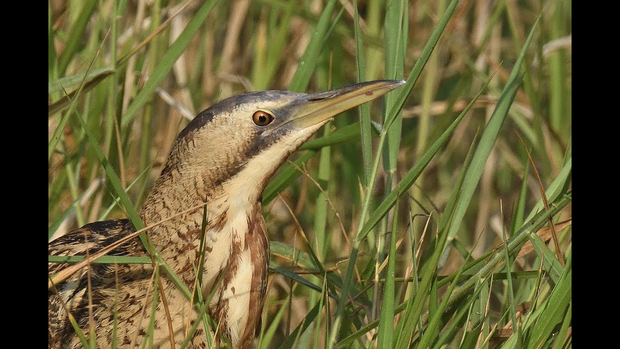 Great Bittern - YouTube