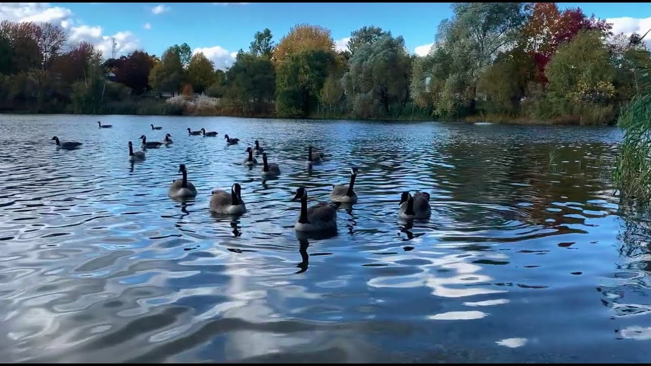 The Goose Song ~ Buzzing Bees Music for Kids ~ Fun Children's Songs ...