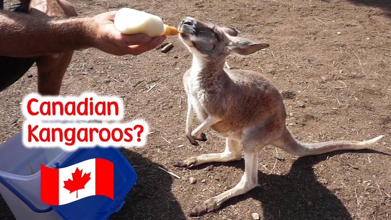 Canadian Kangaroos - Kangaroo Creek Farm - Vlog #284 - YouTube
