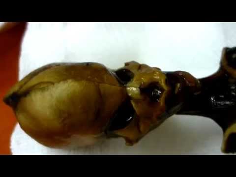 The Atacama Humanoid X-RAY footage - YouTube