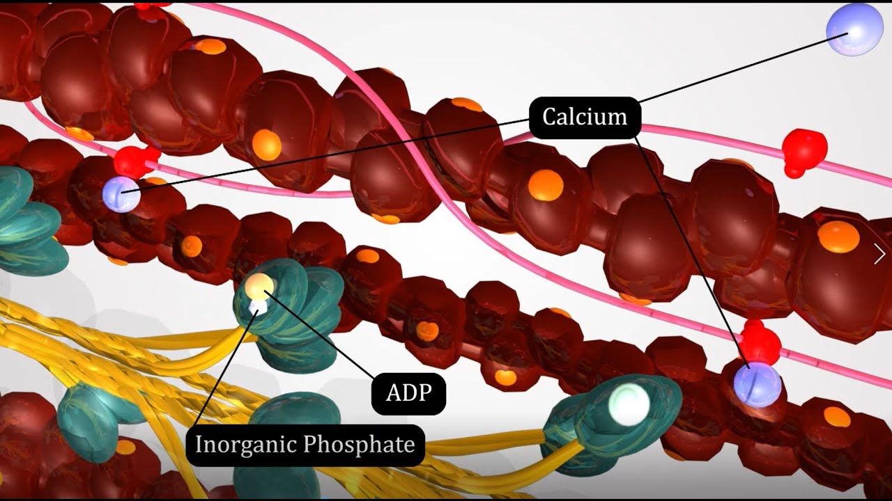 Muscle cell and sliding filament theory【NSCA CSCS chapter 1】 - YouTube