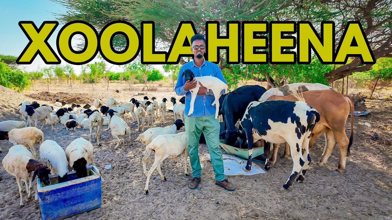 #VLOG Magaalada ilaaa Xerada Xoolaha - Duleedka Magaalada Gaalkacyo ...