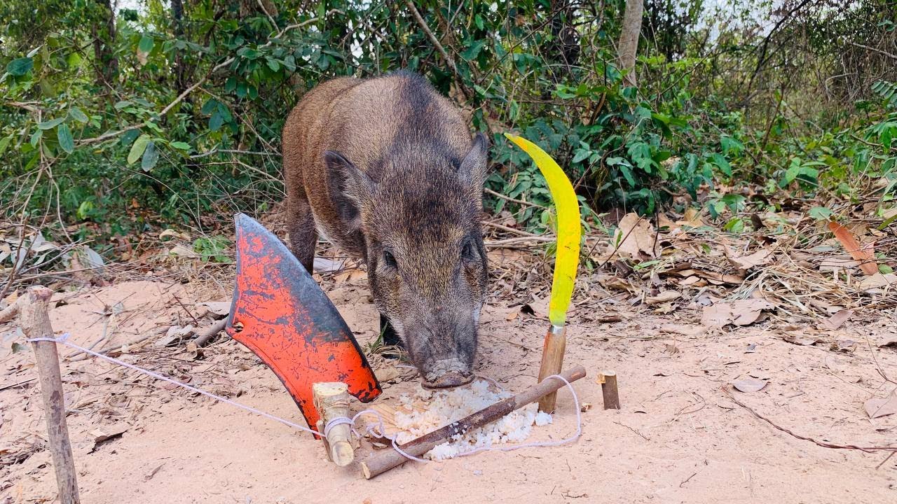 Wild Pig Trap Using Red sharp- How To Make Wild Pig Trap #wildboar # ...