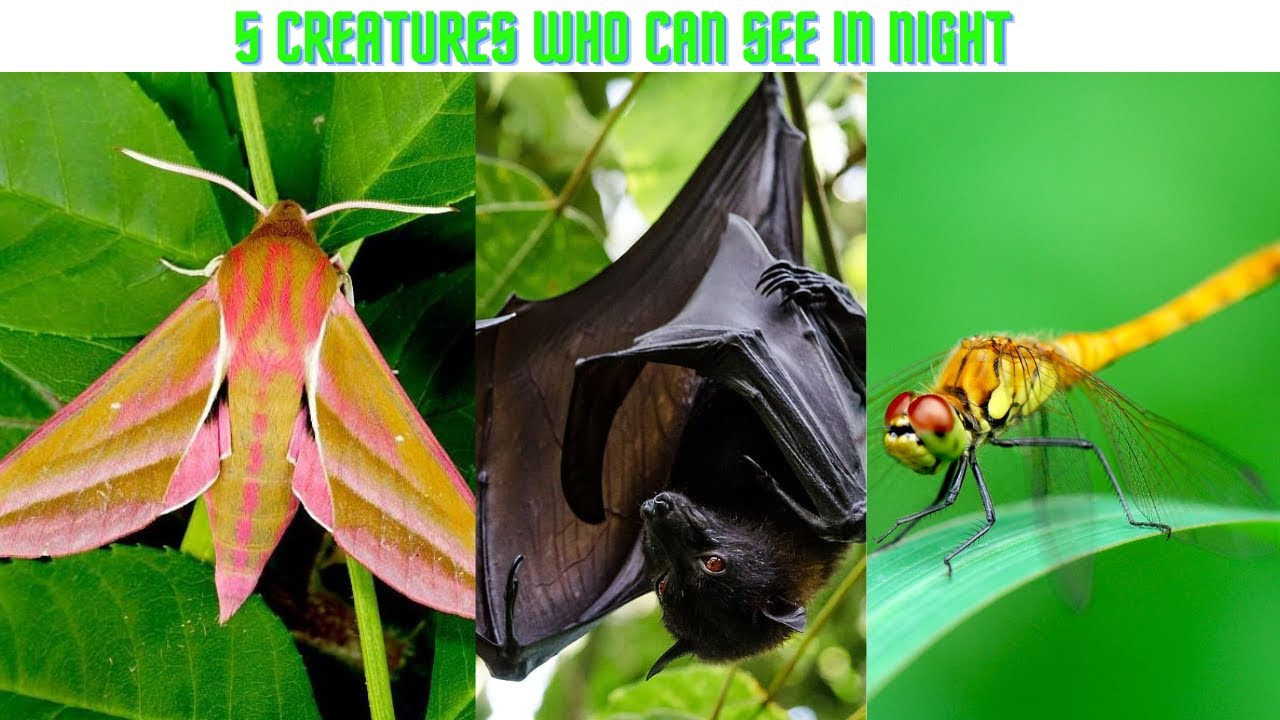 5 Most Expensive Creatures who can See in Night || وہ مخلوق جو رات میں دیکھ سکتی ہے ...