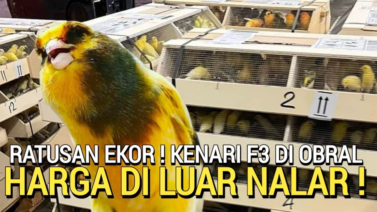 DI AWAL TAHUN ! INI KENARI OMBYOKAN F3 DAN SERI LENGKAP OBRAL MURAH ...