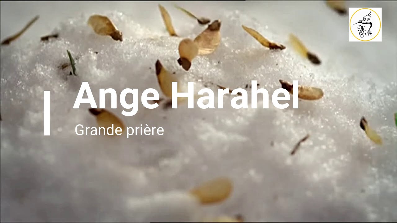 N°59 Ange Harahel 11 Janvier au 15 Janvier - YouTube