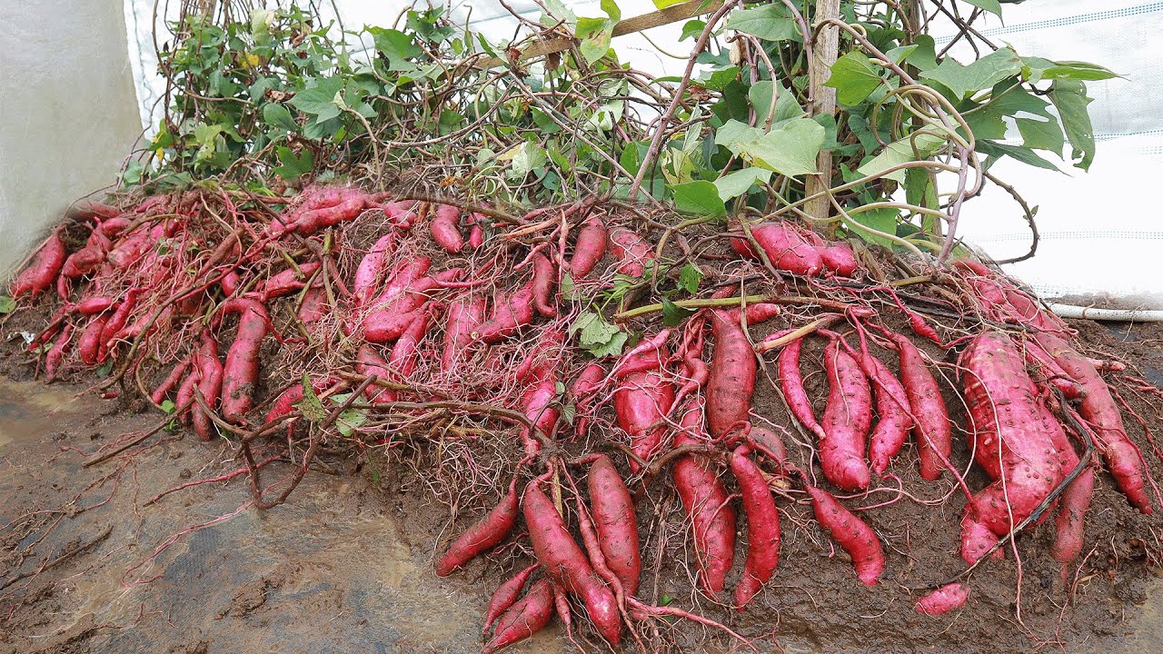 No need to buy sweet potatoes - how to Grow sweet potatoes in sacks for ...