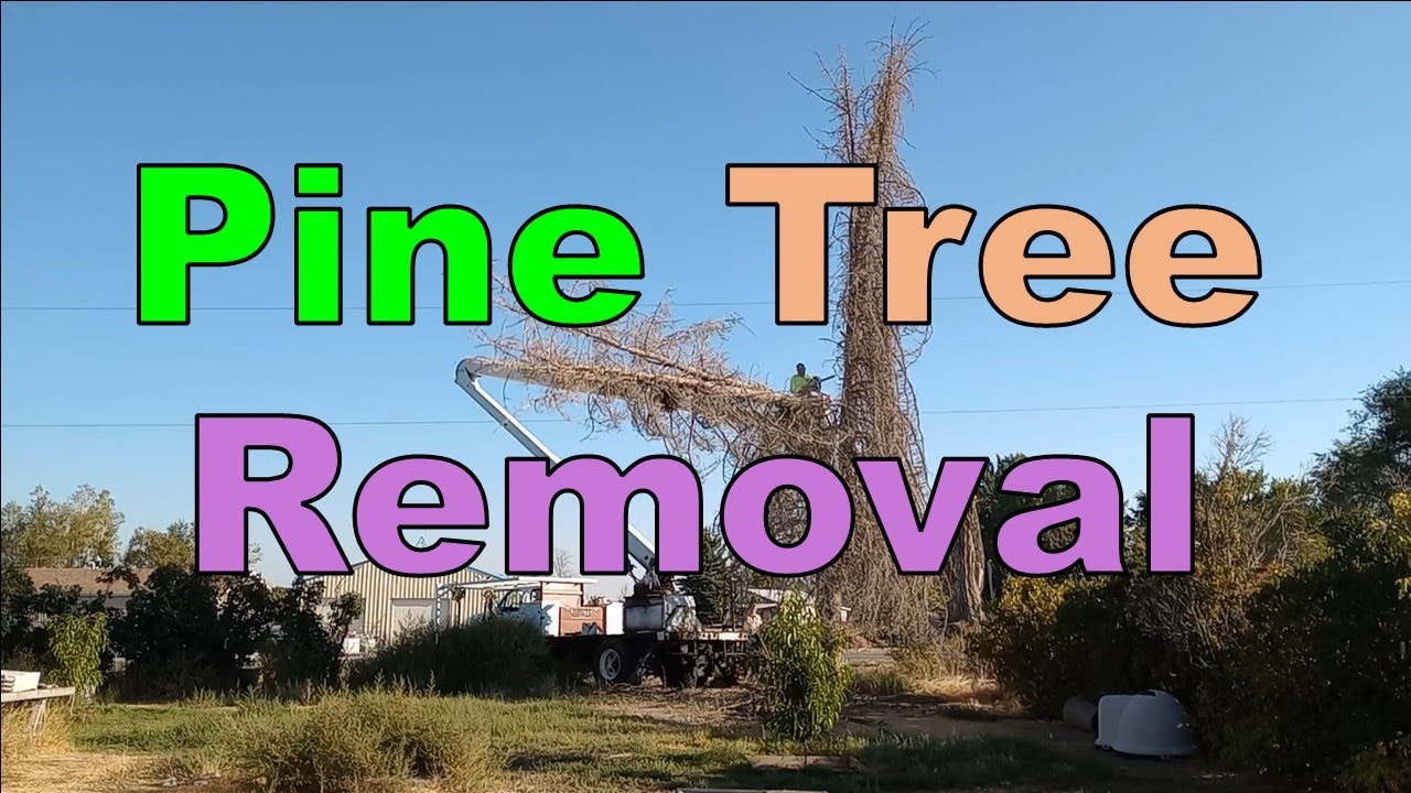 No. 1267 – Pine Tree Removal Across The Street - YouTube