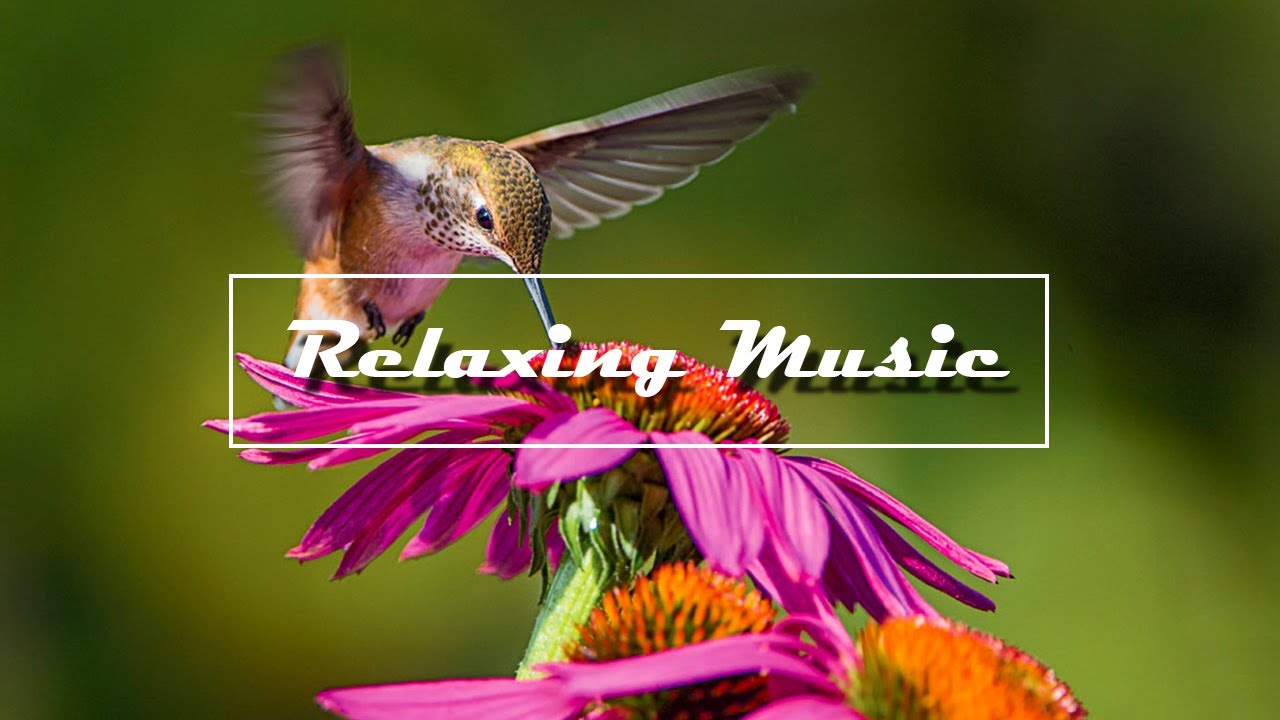 Relaxing music for sleep, stress relier With hummingbird and Spring ...