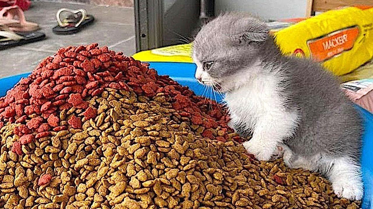 Super Hungry Cat 🤣 FUNNIEST Pets Of The Month | Happy Animal 🐶😹 - YouTube