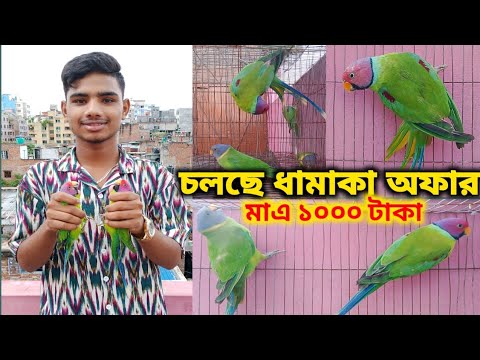 হিরামন টিয়া পাখির উপর চলছে ধামাকা অফার মাএ ১০০০ টাকায় হিরামন টিয়া কিনুন | Ibrahim & pets ...
