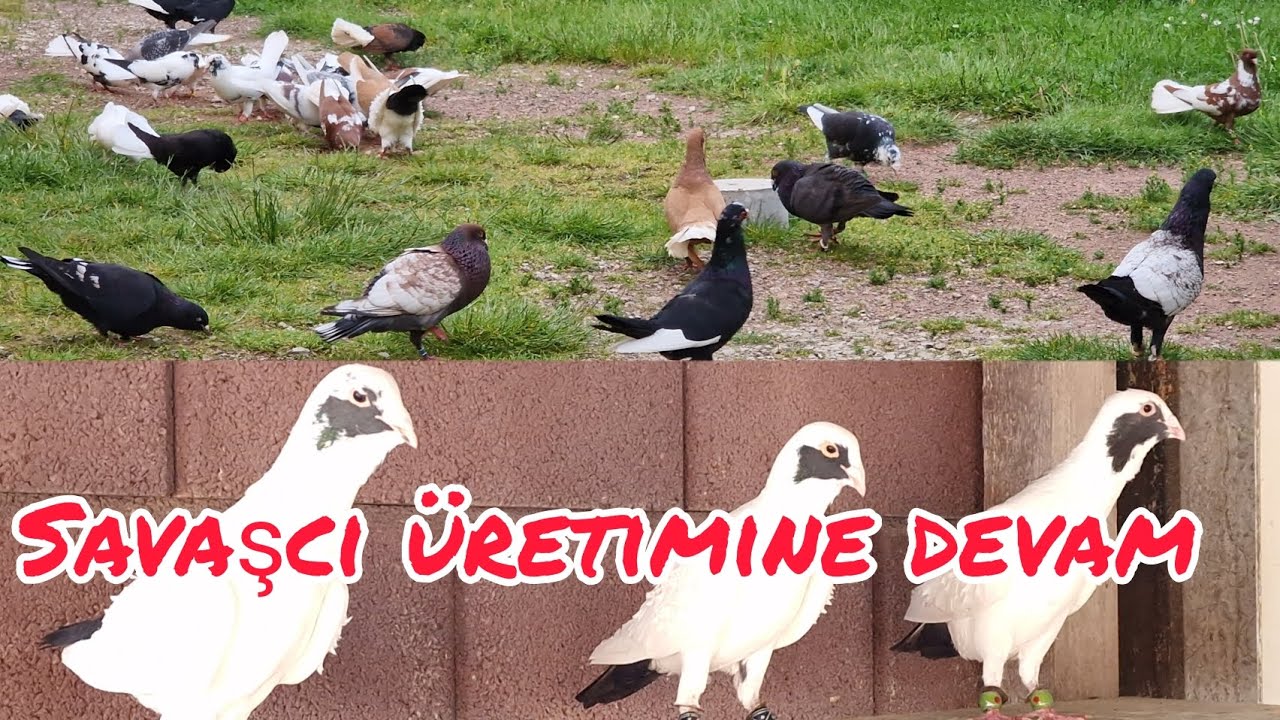 Uçan Savaşçılar TERMINATÖRLER#pigeon #birds #kuş # ...