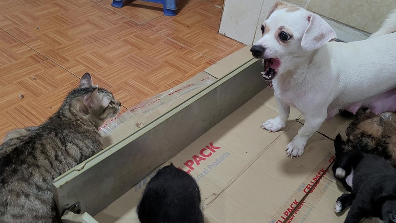 Angry Mother Dog Growled And Refused To Let Cat Stay In Her House - YouTube