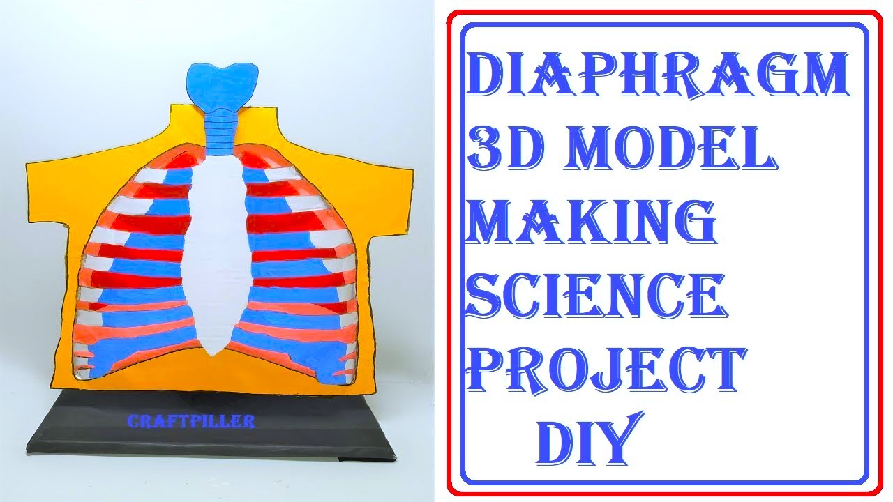 diaphragm model(3d) making science project | lungs model making ...