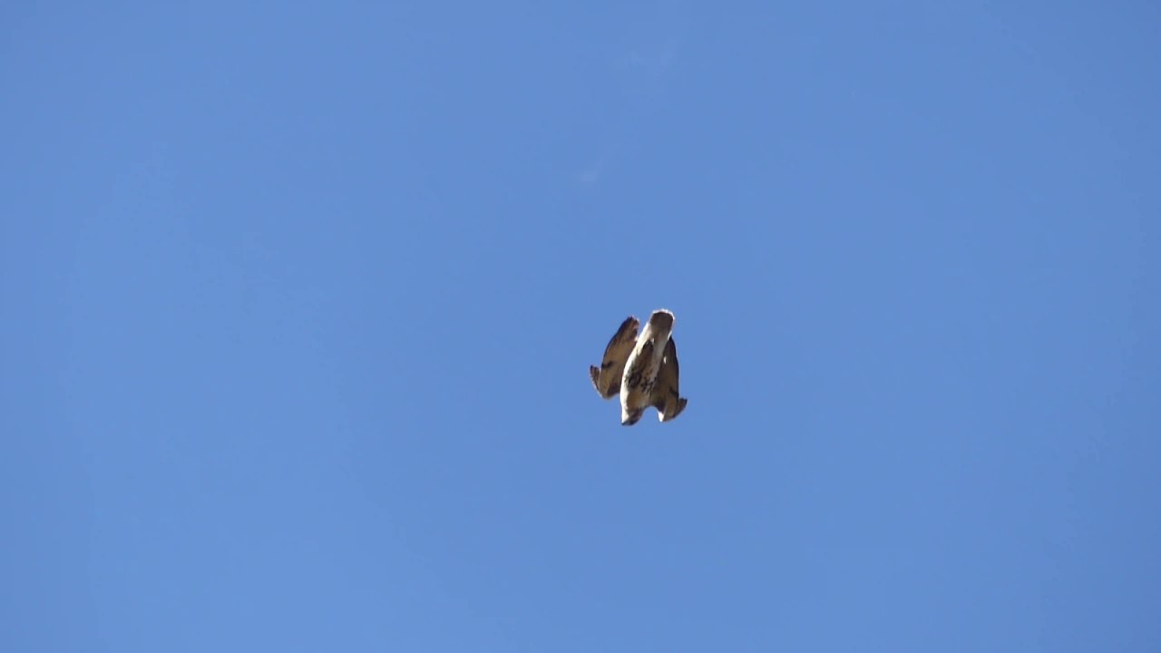 Red-tailed hawk stoop - YouTube