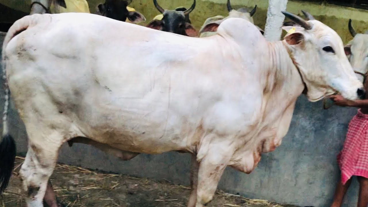 ||BAKRID 2020|| Very Beautiful cow in Haji Siraj khatal in Golbaadi😍😍 ...