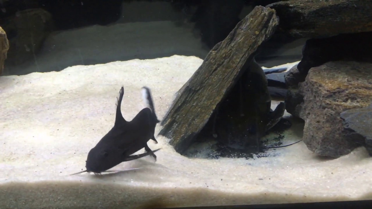 Synodontis Granulosus - YouTube