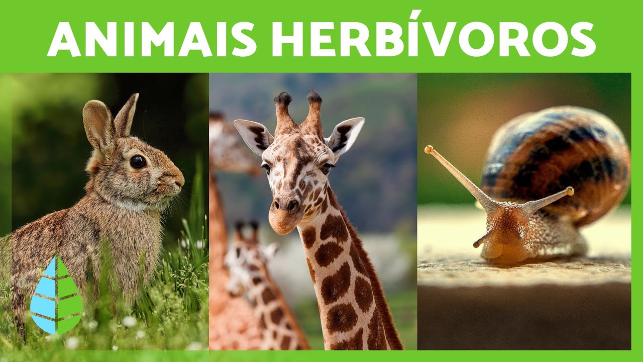 O que são ANIMAIS HERBÍVOROS 🌿🐴 (Definição, Tipos e EXEMPLOS) - YouTube